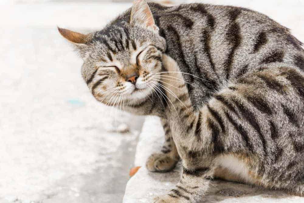 Symptoms of Cat Dying from Fleas