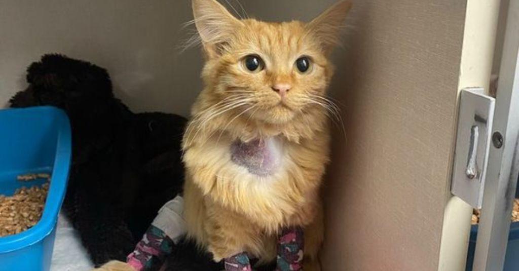 How to Treat Anemia in Cats Naturally