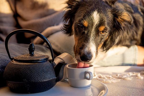 Should Dogs Drink Tea