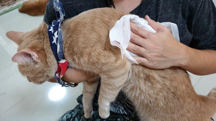 Cat Has Poop Stuck in Anus