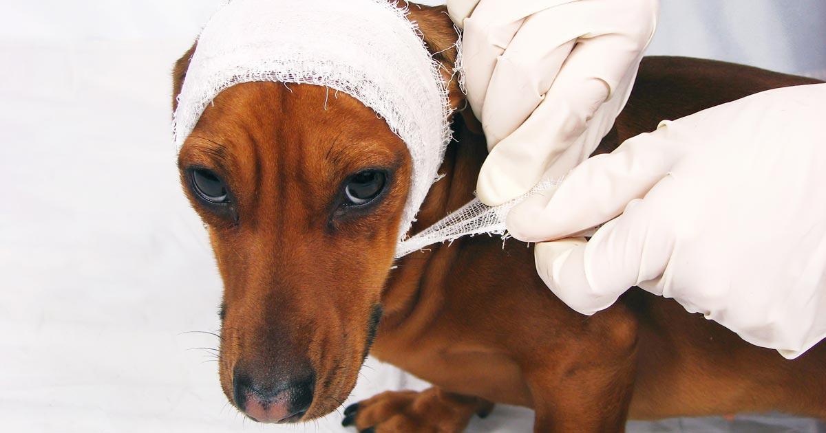 Head Trauma in Dogs