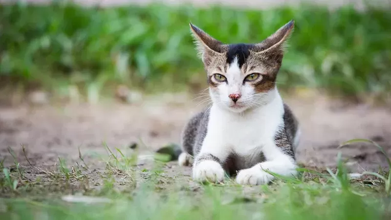 Airplane Ears Cat: Decoding The Truth