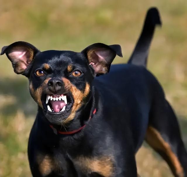 Why Do Dogs Growl? Understanding the Reasons and Behavioral ...