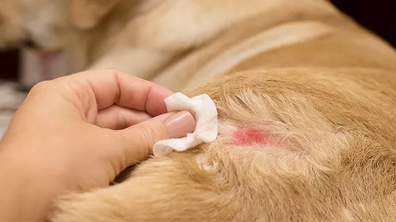 Care for Dog Wounds