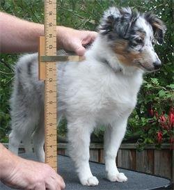 How to Measure Dog Height