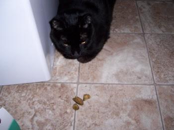 Cat Leaking Poop Everywhere Treatment