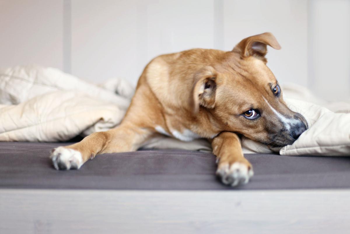 What Smells Do Dogs Hate