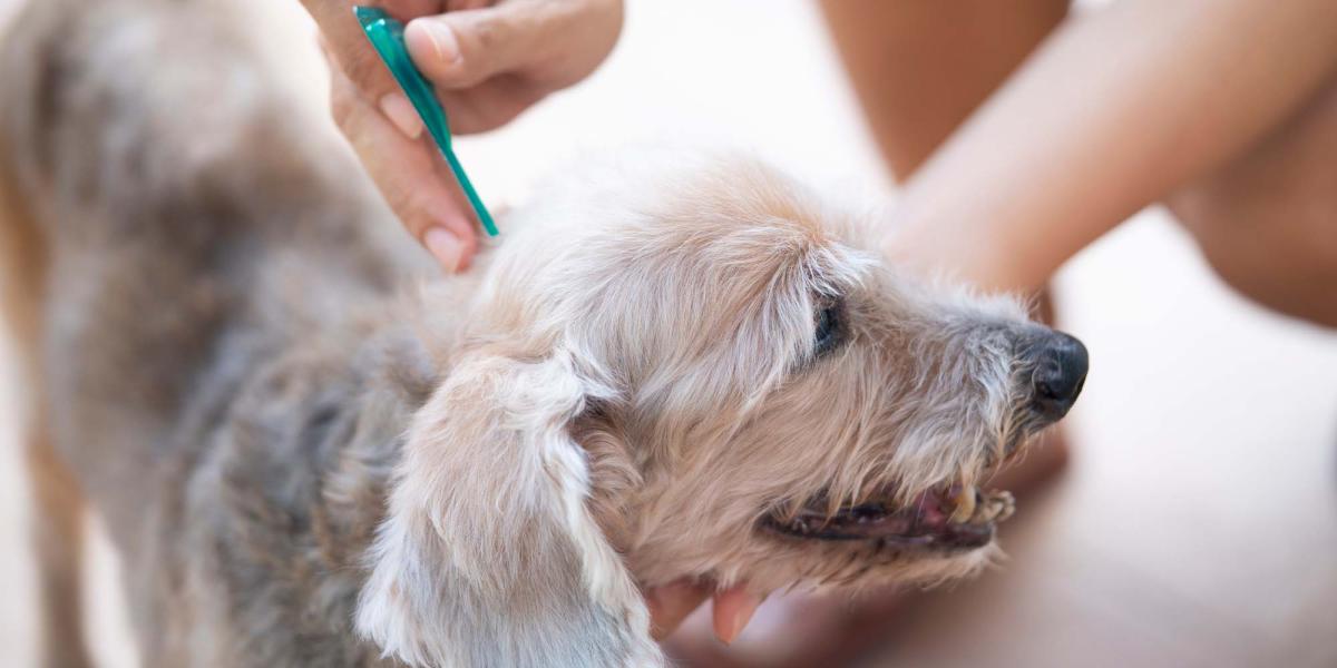 Embedded Fully Ticks on Dogs