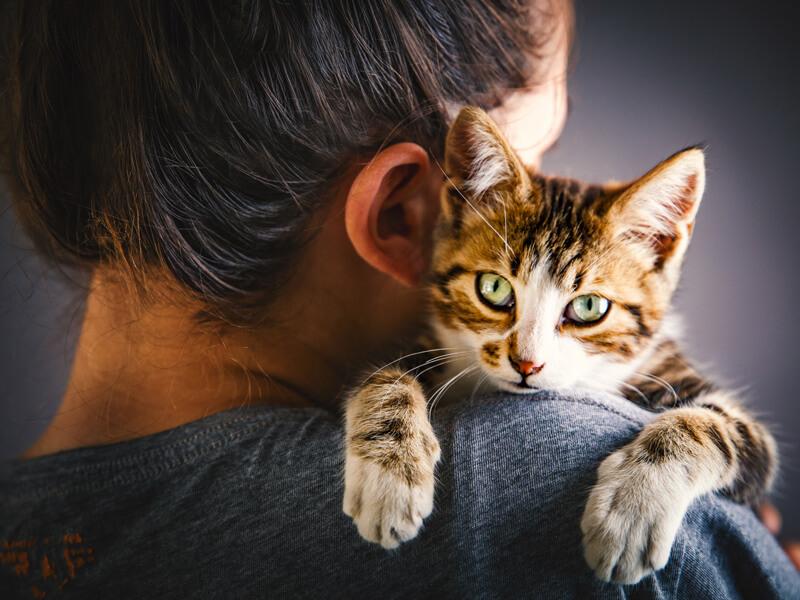 Why Cats Are Bad for Your Health