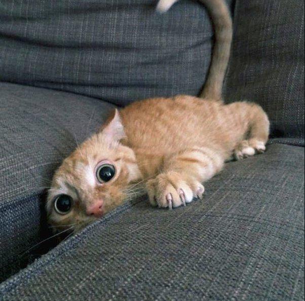 Why Is My Cat Acting Out