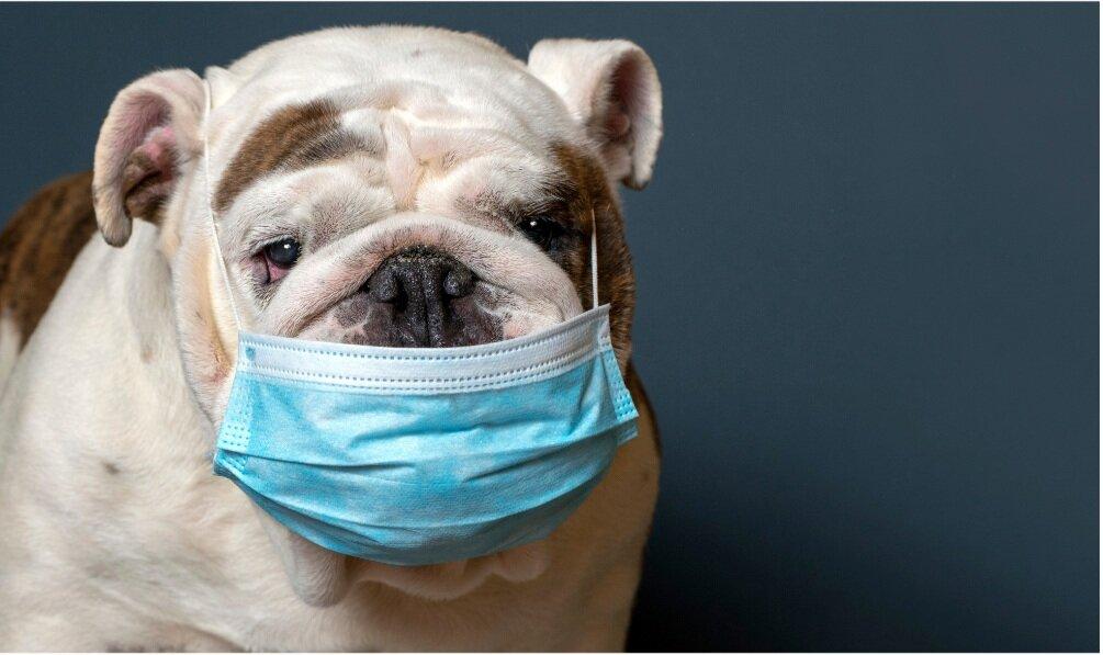 What Is Bordetella in Dogs