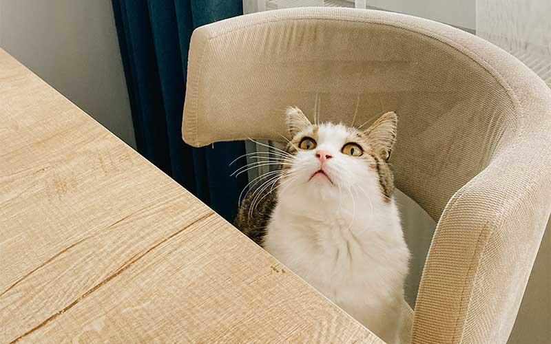 How to Discipline A Cat