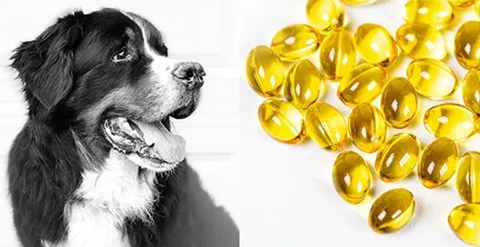 The Comprehensive Guide to Omega-3 for Dogs