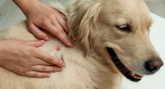 Blood Blister on Dog: Causes, Treatment, and Prevention
