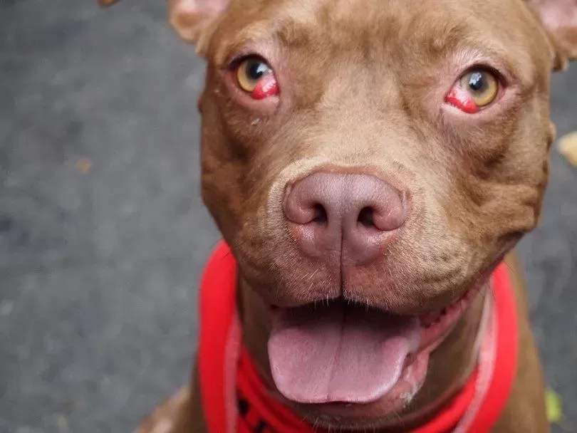 How to Treat Bloodshot Eyes in Dogs