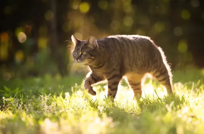 Understanding Cat Limping: Causes, Diagnosis, and Treatment