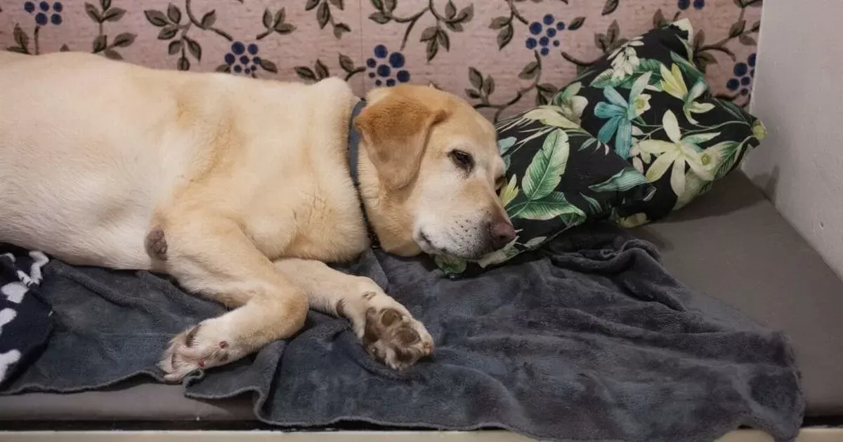 Brucellosis in Dogs: Symptoms, Causes and Treatment