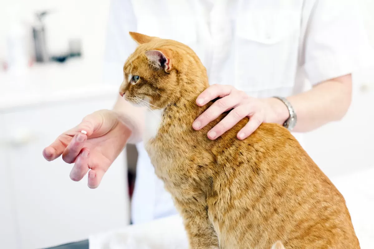 Meloxicam for Cats: A Guide to Feline Pain Relief-Puainta®