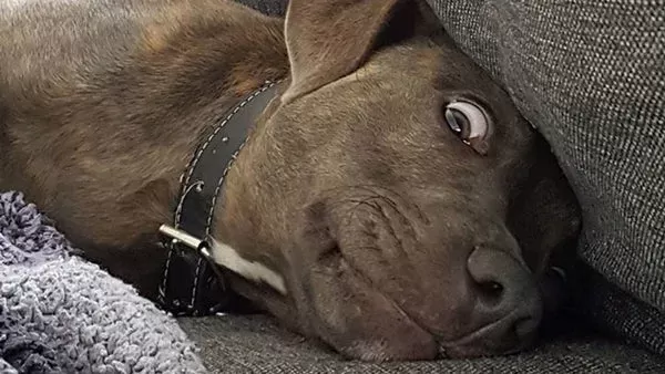 The Enigmatic "Dog Side Eye": Decoding Canine Communication