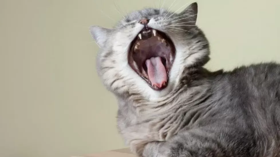 Do Cats Have Tonsils-Puainta®
