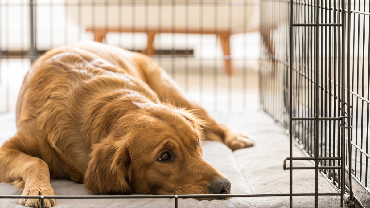 Understanding White Worms in Dog Poop: Causes, Treatment, and Prevention