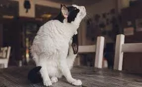 Miliary Dermatitis in Cats-Puainta®