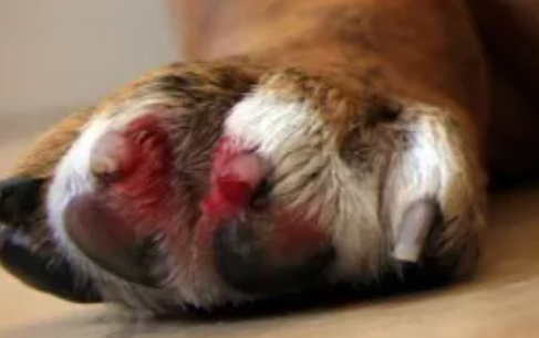 Dog Paw Bleeding: Causes and Treatment