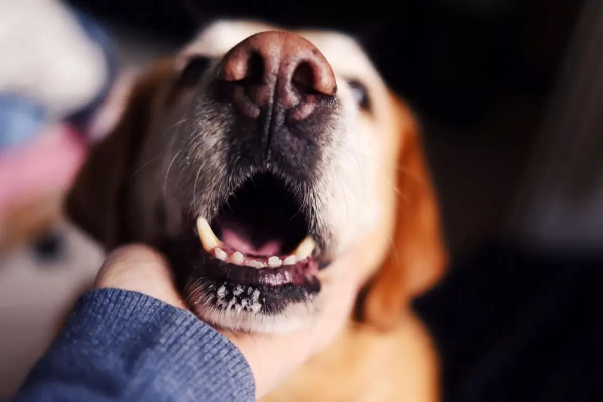 Guía completa para mejorar el aliento de su perro: consejos, trucos y ...
