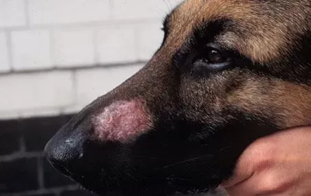 Skin Mites on Dogs-Puainta®