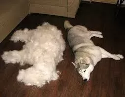Understanding the Double Coated Dogs-Puainta®