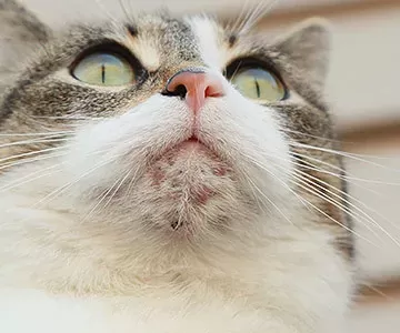Chin Acne in Cats-Puainta®