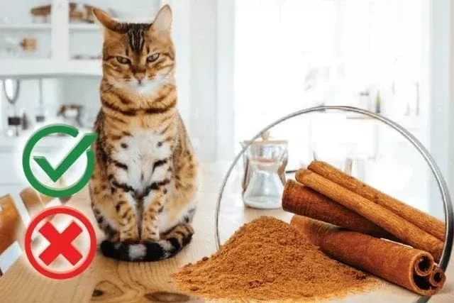 Can Cats Have Cinnamon