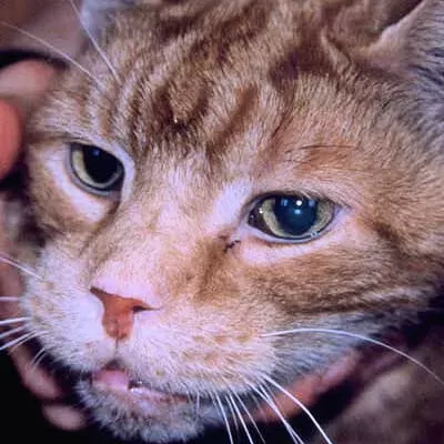 Acromegaly in Cats: Understanding the Rare Feline Disorder-Puainta®