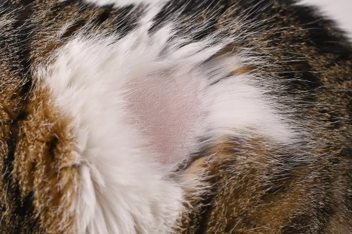 How to Treat Dry Skin in Cats