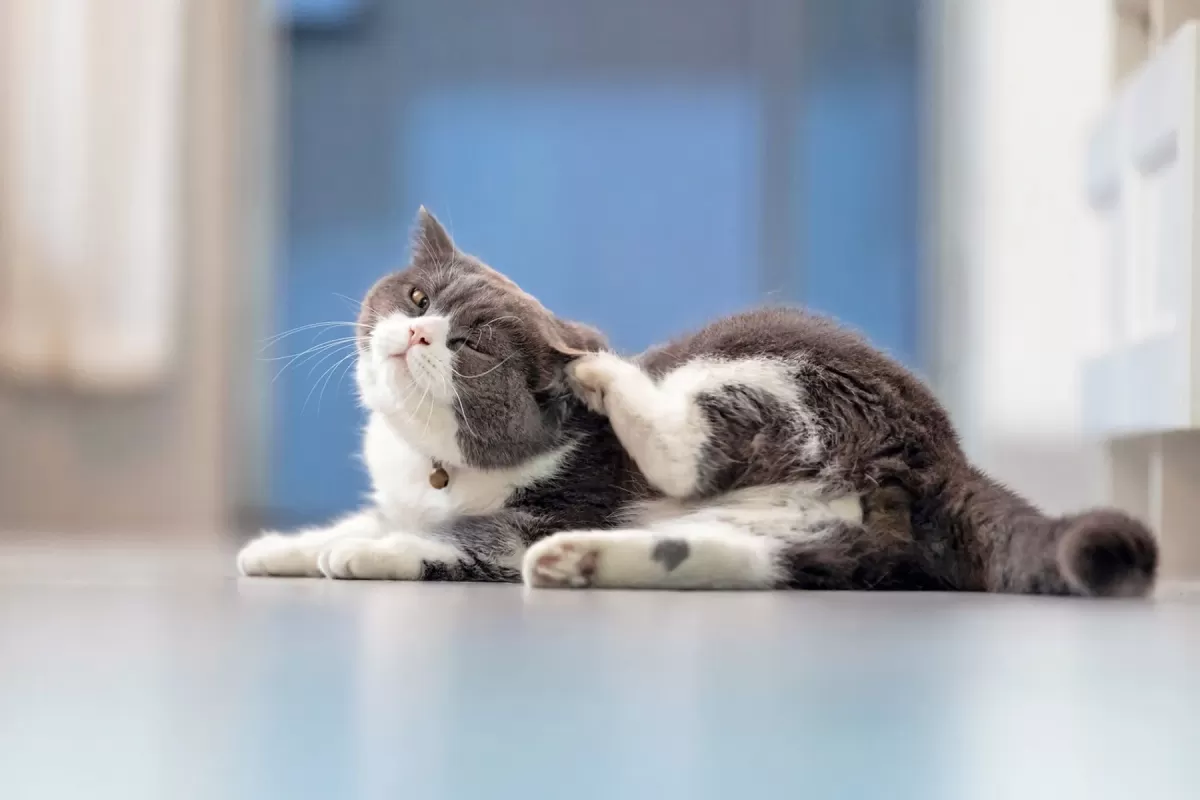 Itch Relief for Cats: Understanding and Managing Feline Skin Problems ...