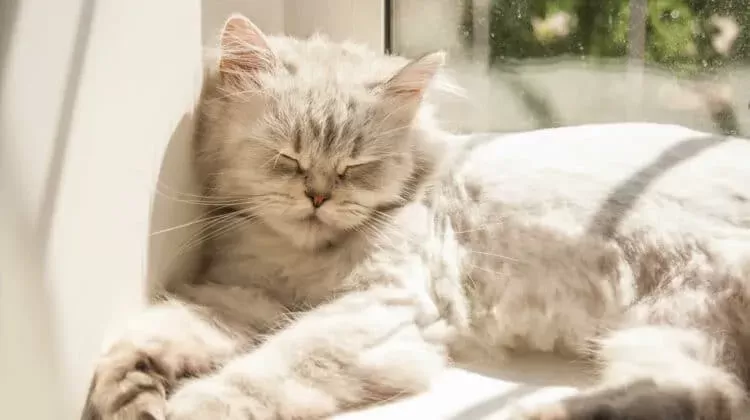 The Bloated Cat: Understanding Causes and Solutions-Puainta®