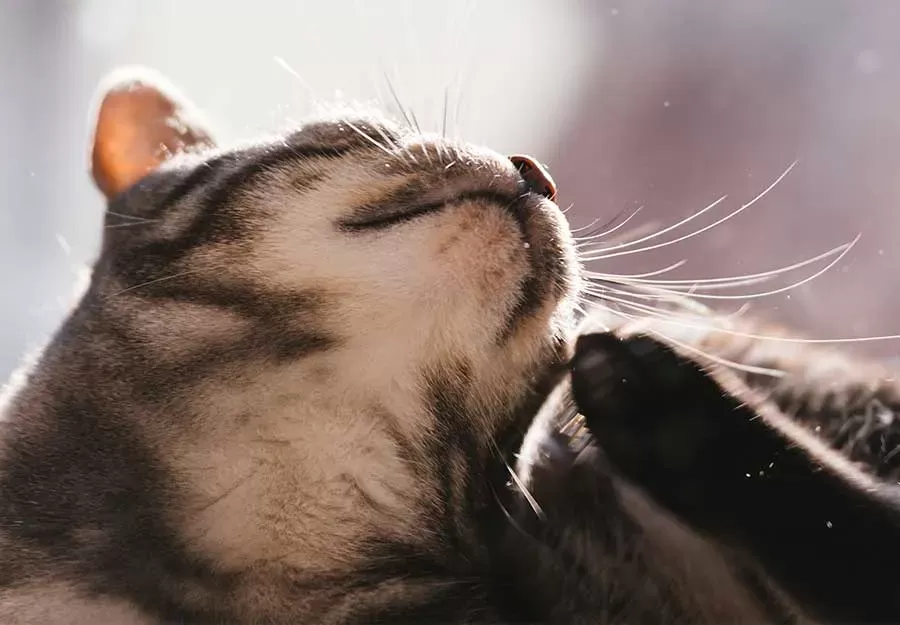 Understanding and Treating Cat Dry Skin