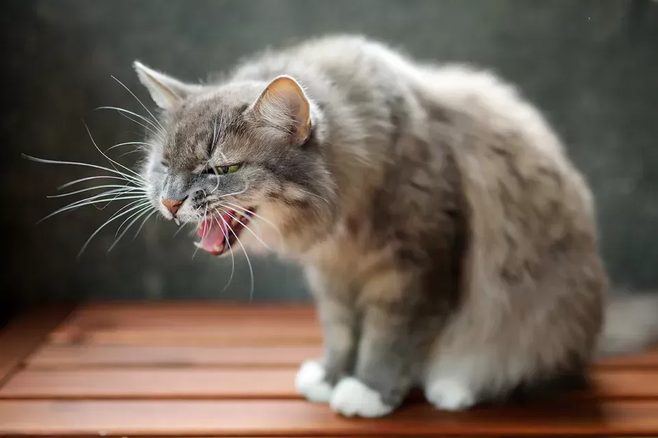 Understanding and Managing Cat Asthma Attacks-Puainta®