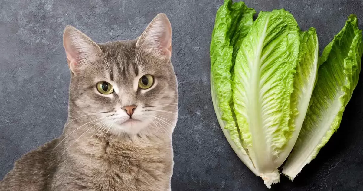 Can Cats Eat Lettuce