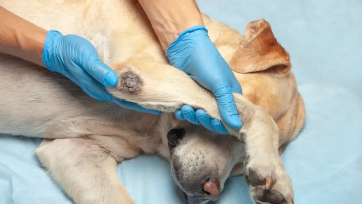 Elbow Dysplasia in Dogs