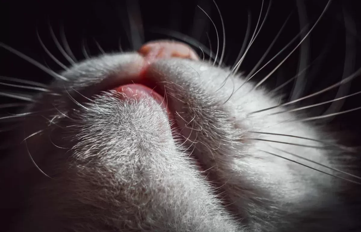 Understanding and Managing Cat Swollen Lips