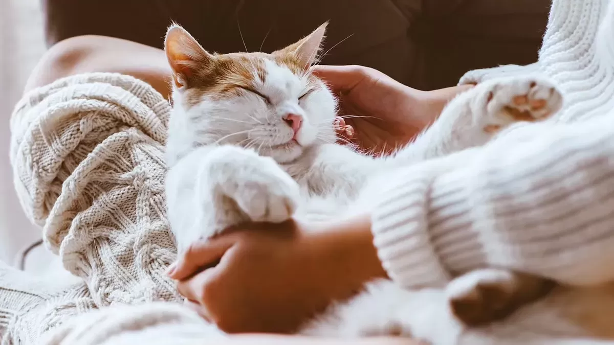 Signos que tu gato imprimió en ti- Puainta