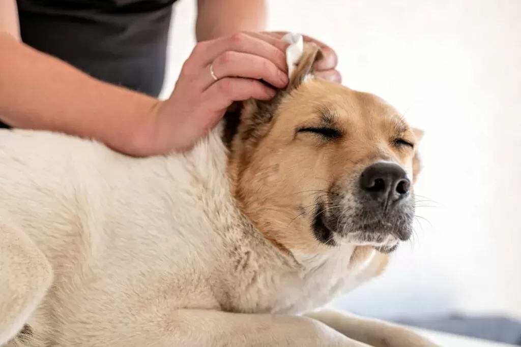 Understanding and Treating Dog Itchy Ears-Puainta®
