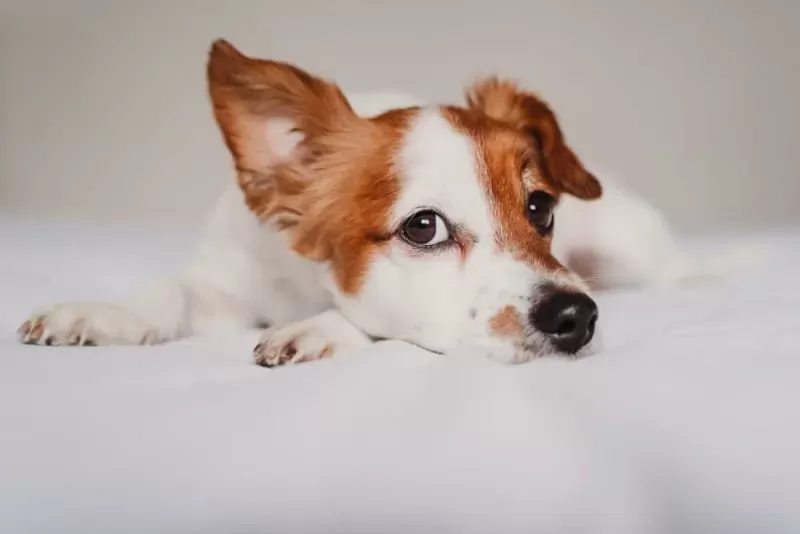 Unveiling the Issue of Stinky Dog Ears