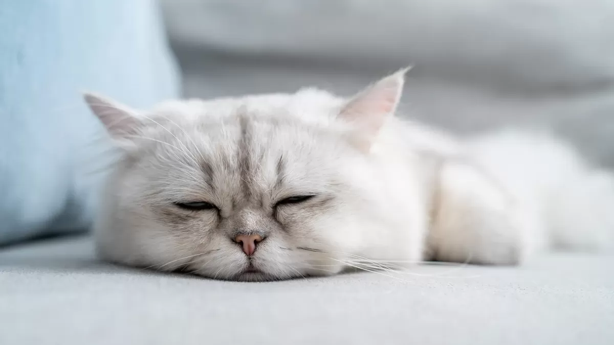Understanding and Addressing Lethargy in Cats