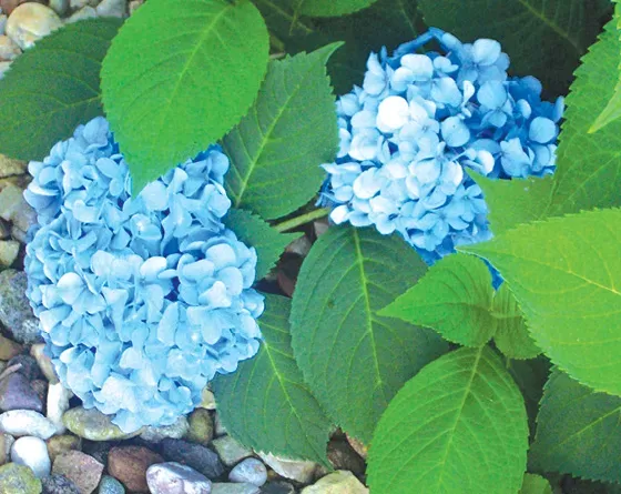 Are Hydrangeas Poisonous to Dogs-Puainta®