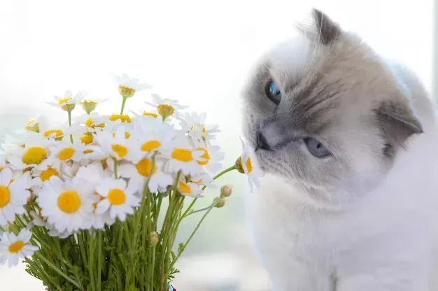 Is Chamomile Safe for Cats
