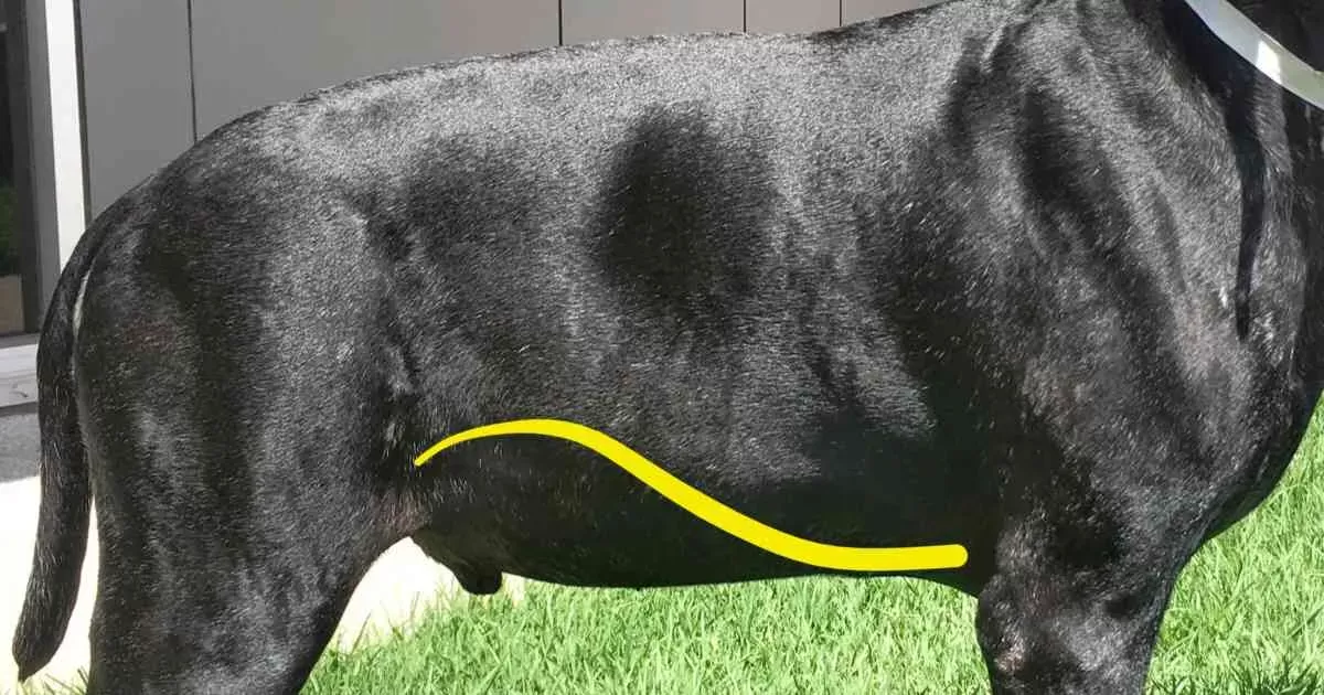 Understanding Abdominal Distension in Dogs