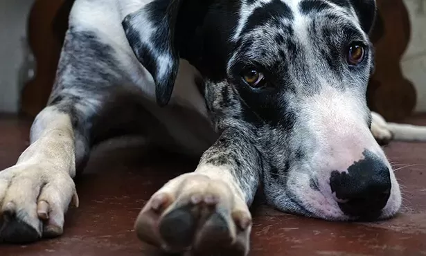 Osteosarcoma in Dogs: Understanding Bone Cancer in Canines