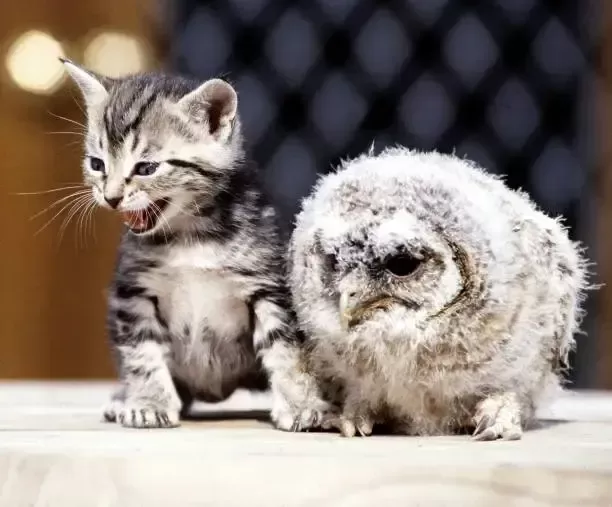 Do Owls Eat Cats